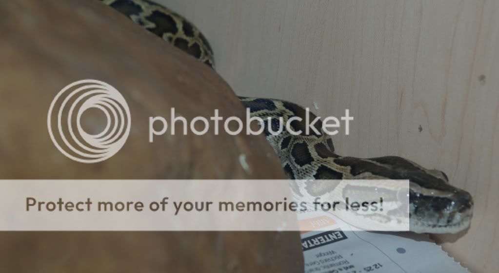 SE England - For sale Dwarf Burmese Python (Sussex) | Reptile Forums