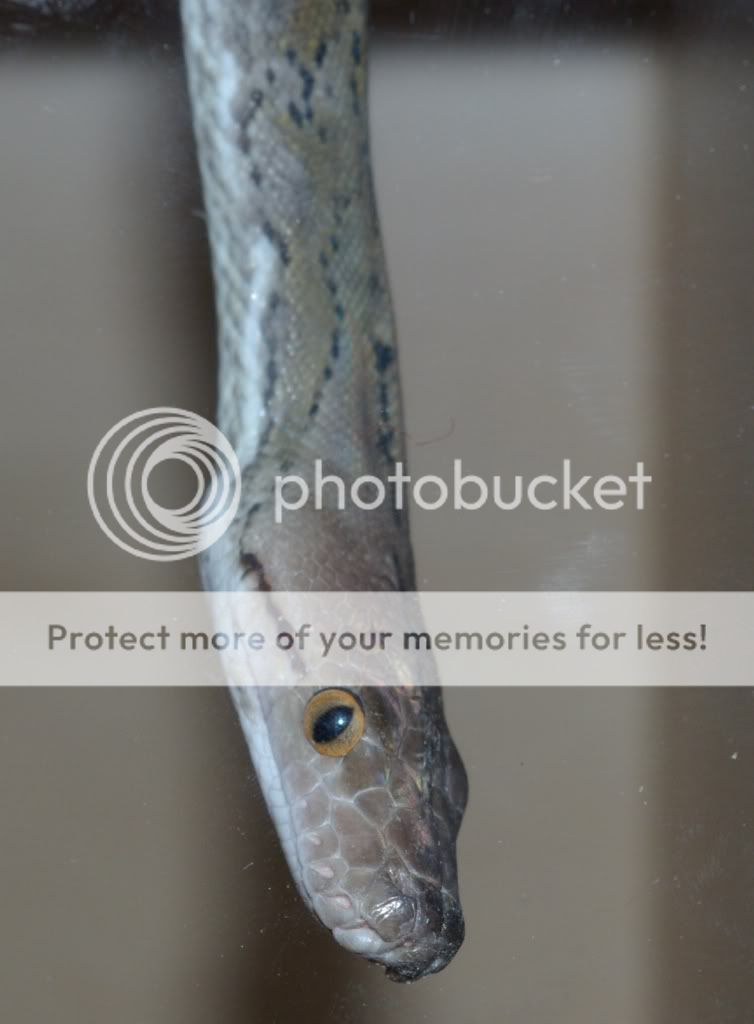 SE England - For sale Dwarf Reticulated Python (Sussex) | Reptile Forums