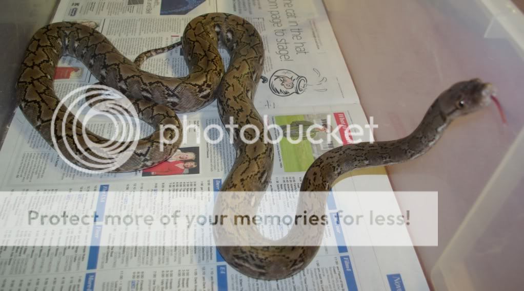 SE England - For sale Dwarf Reticulated Python (Sussex) | Reptile Forums
