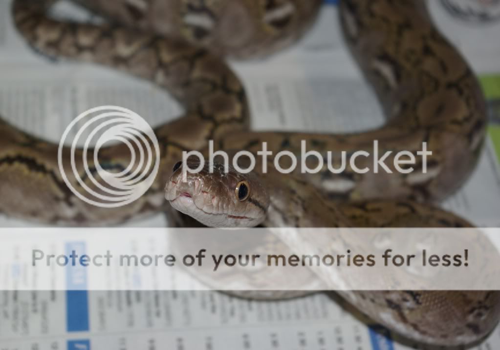 SE England - For sale Dwarf Reticulated Python (Sussex) | Reptile Forums