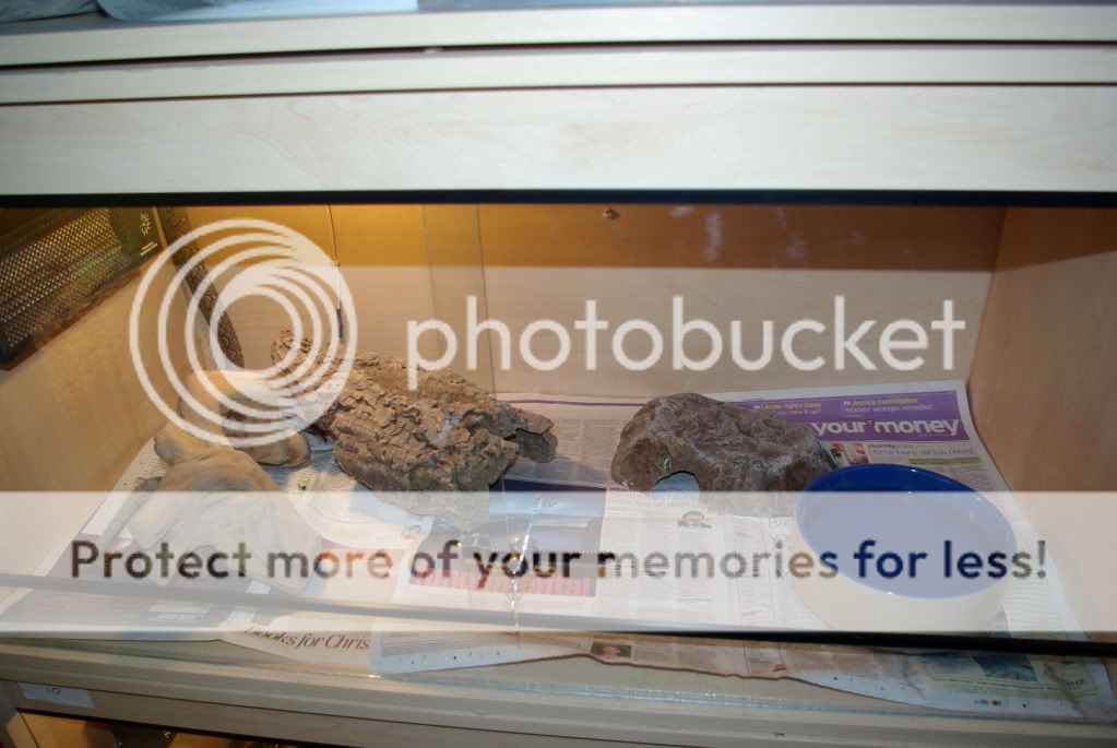 SE England - For sale Dwarf Reticulated Python (Sussex) | Reptile Forums